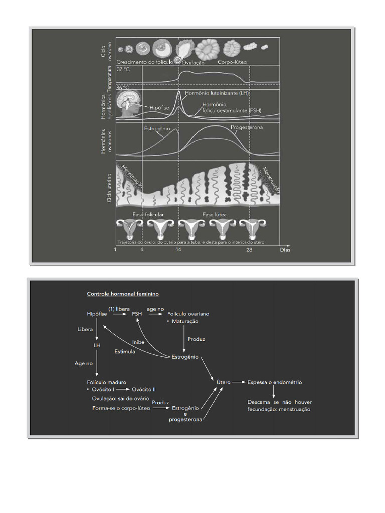 Mapa Fisiologia | PDF