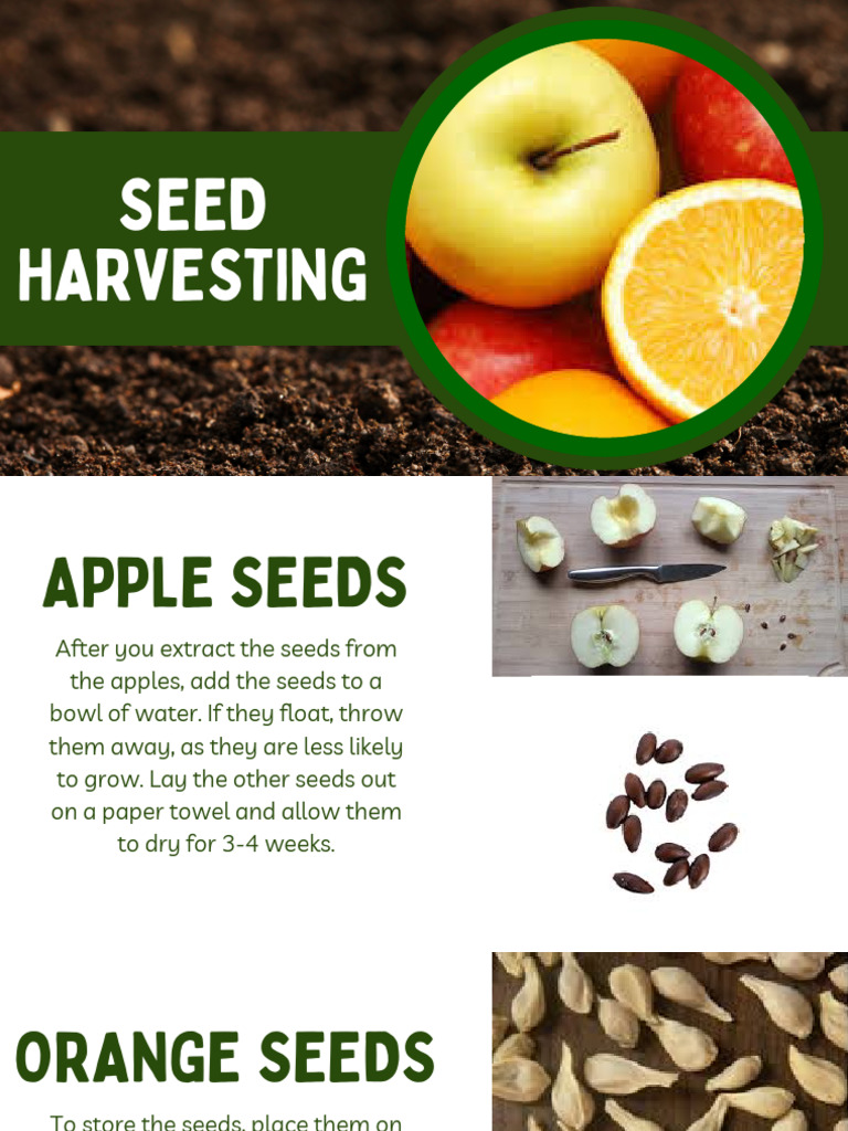 Apple Seeds | PDF