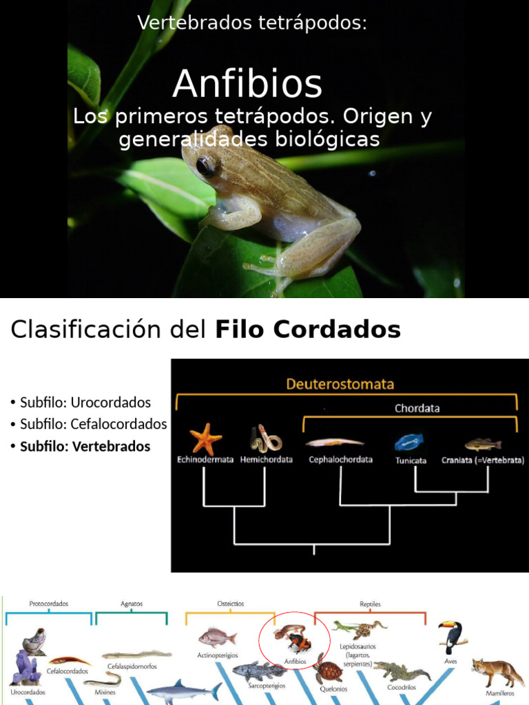 Anfibios: Clasificación y Características | PDF | Anfibio | Vertebrados