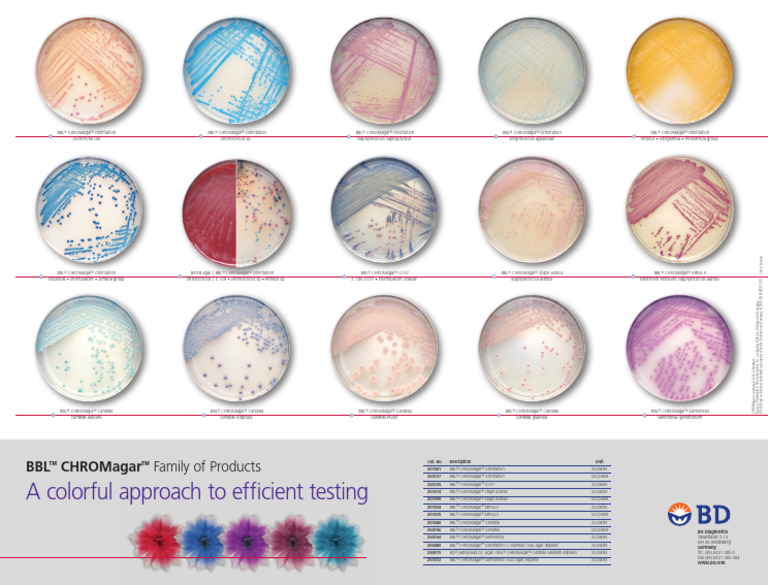 BBL CHROMagar | PDF | Candida (Fungus) | Staphylococcus