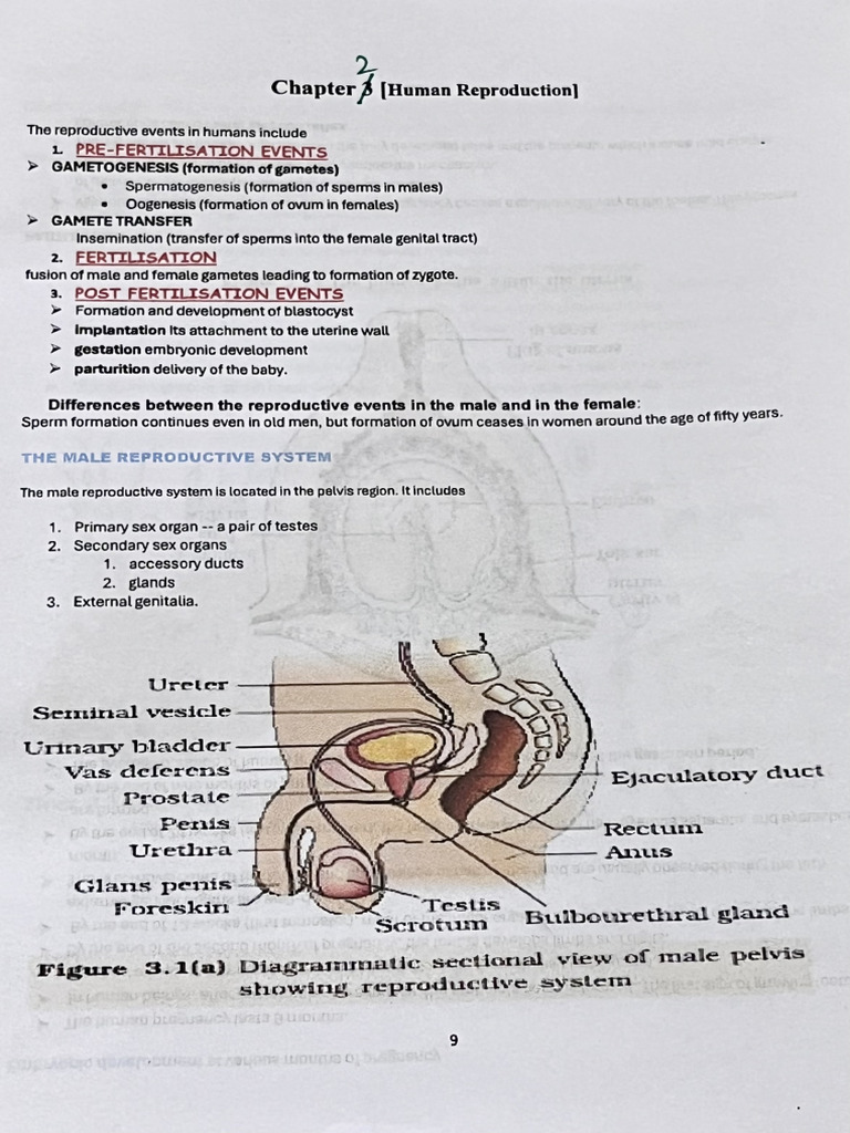 Human Reproduction PDF | PDF