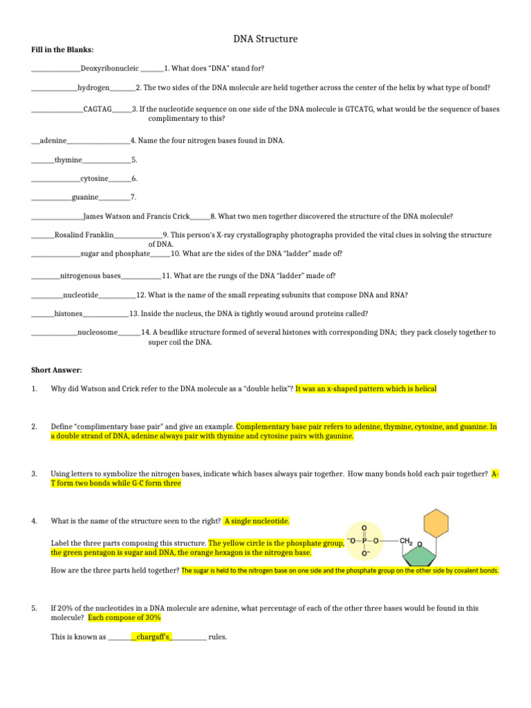 DNA Structure Worksheet Regular 1 | PDF | Dna | Base Pair