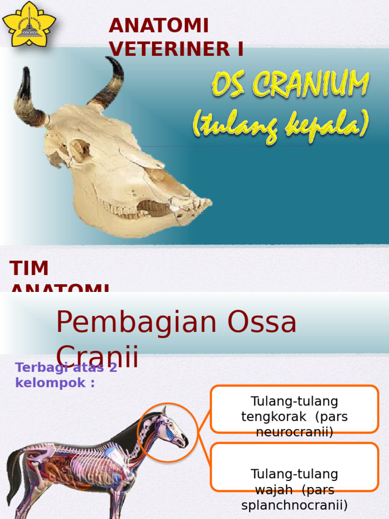 Anatomi I - 3 Ossa Cranii | PDF