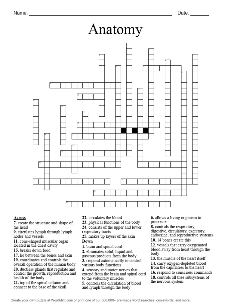 Anatomy Crossword | PDF | Human Body | Physiology