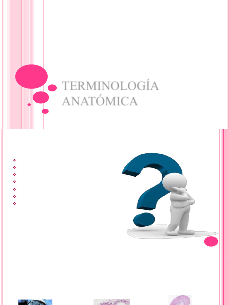 Terminología Anatómica Esencial | PDF | Anatomía | Abdomen