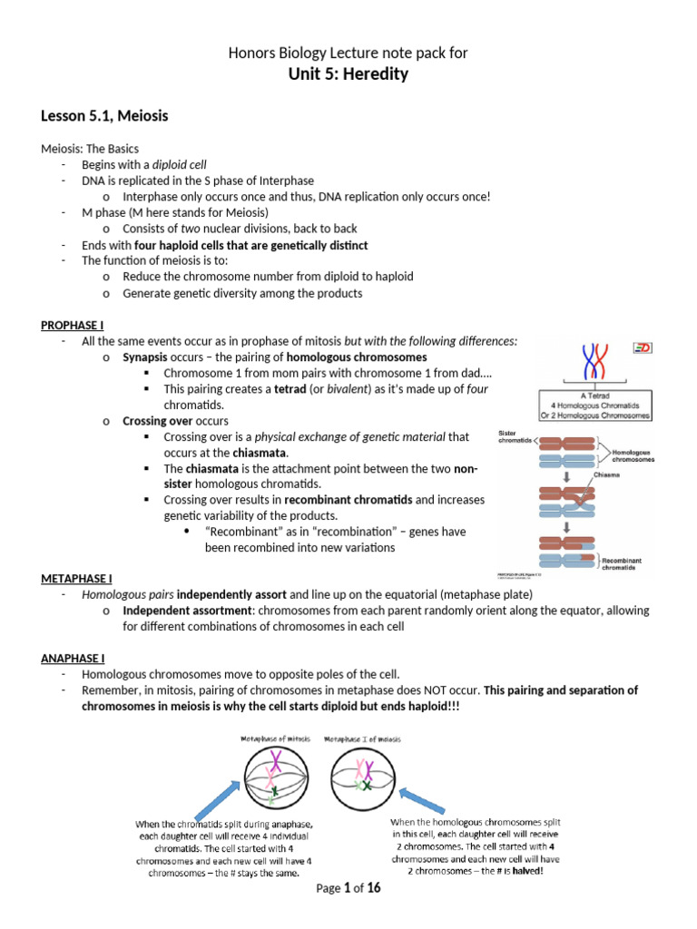 Meiosis and Mendelian Genetics Overview | PDF | Meiosis | Dominance ...