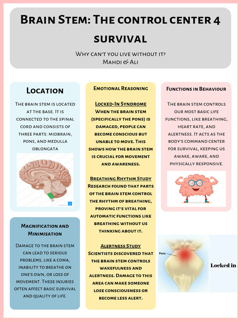 Brain Stem | PDF