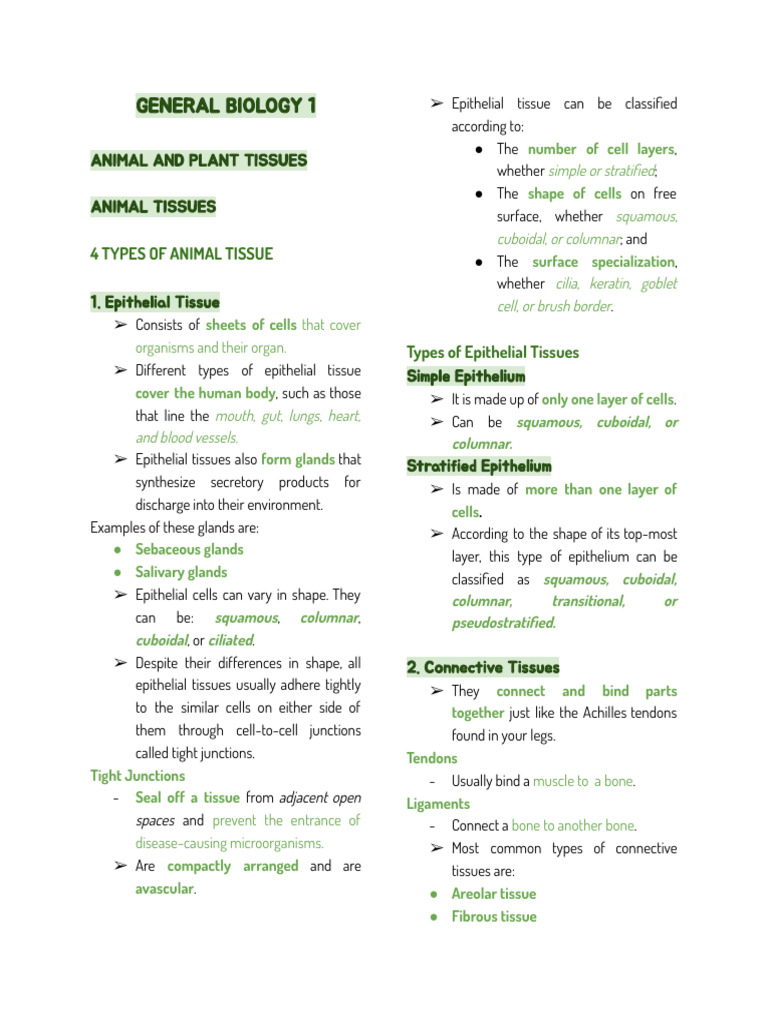 Differences in Plant and Animal Tissues | PDF | Epithelium | Connective ...