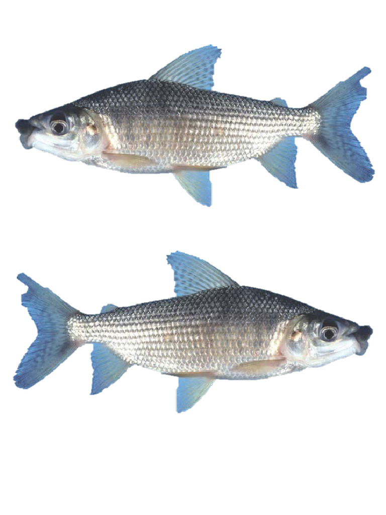 Pescado | PDF
