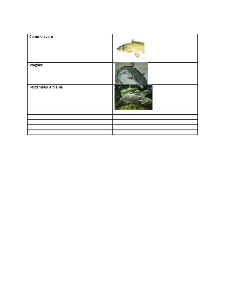 Fish | PDF