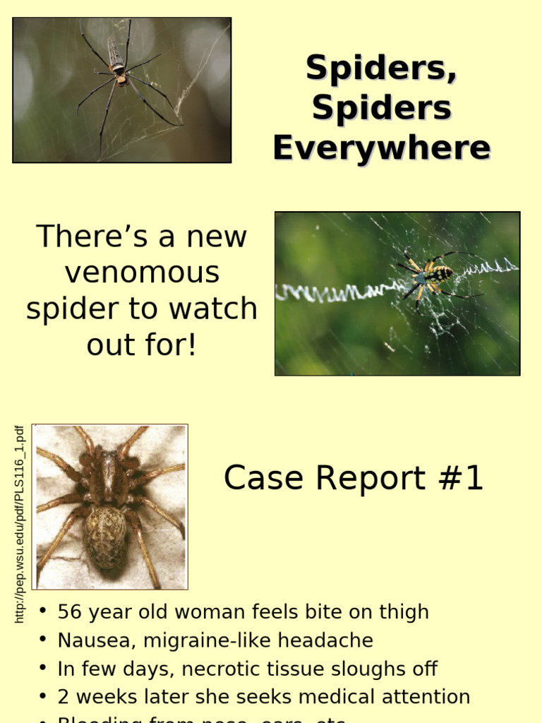 Spiders | PDF | Spider | Diseases And Disorders