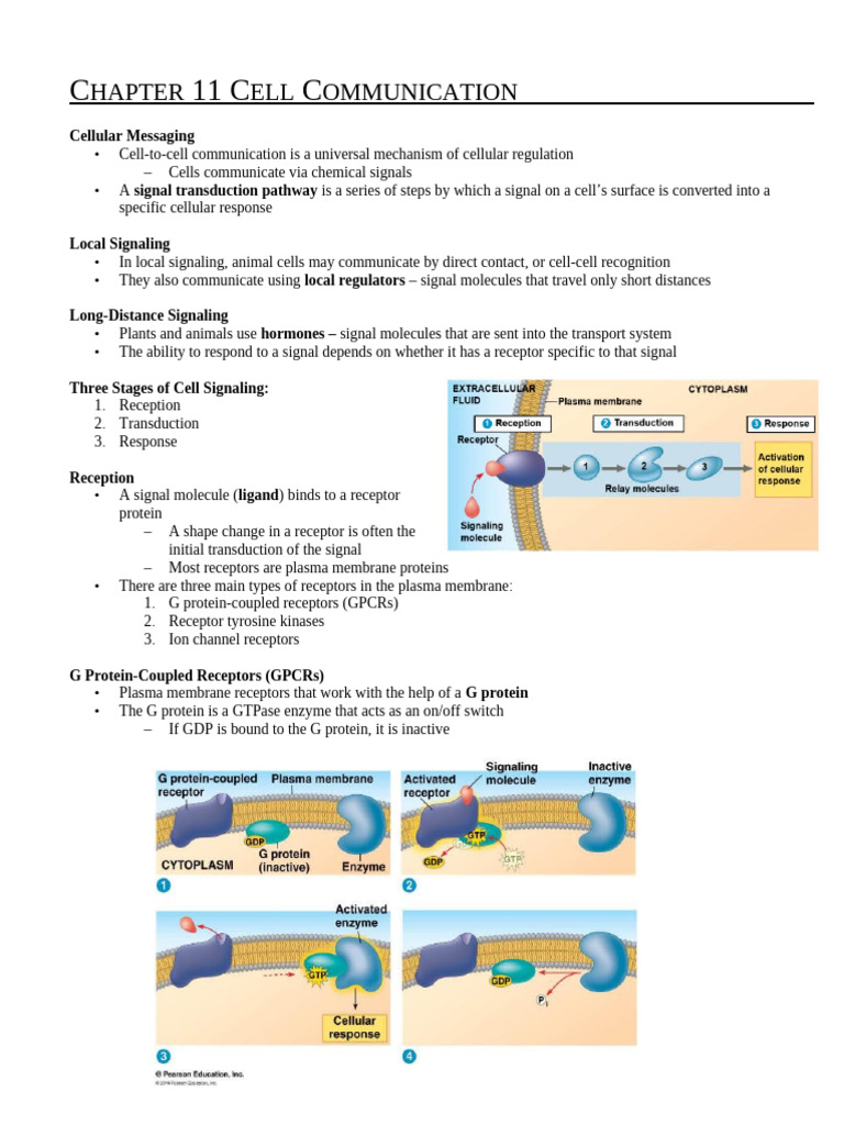 Chapter 11 Cellular Communication | PDF | Cell Signaling | Signal ...