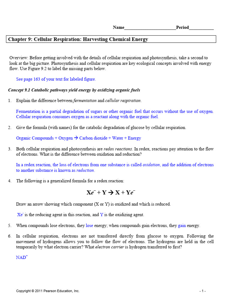 Chapter 9 Reading Guide - Answers | PDF | Cellular Respiration | Glycolysis