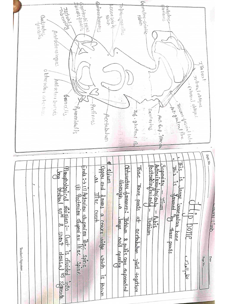 ANATOMY PRACTICAL LOWER LIMB | PDF