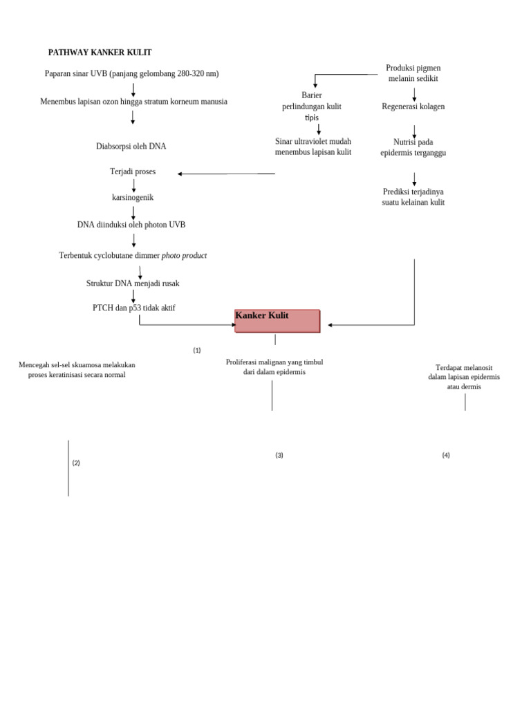 Pathway Kanker Kulit | PDF