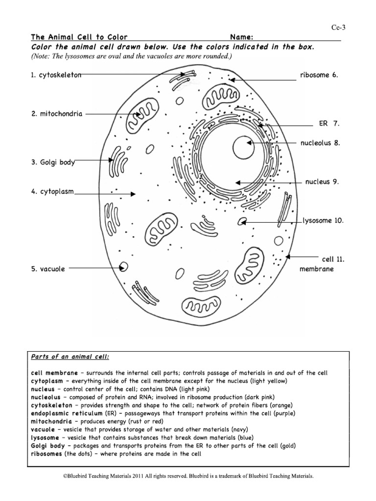 Cell Organelles and Their Functions | PDF