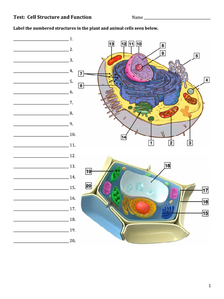 Cell Organelles and Transport System Review | PDF