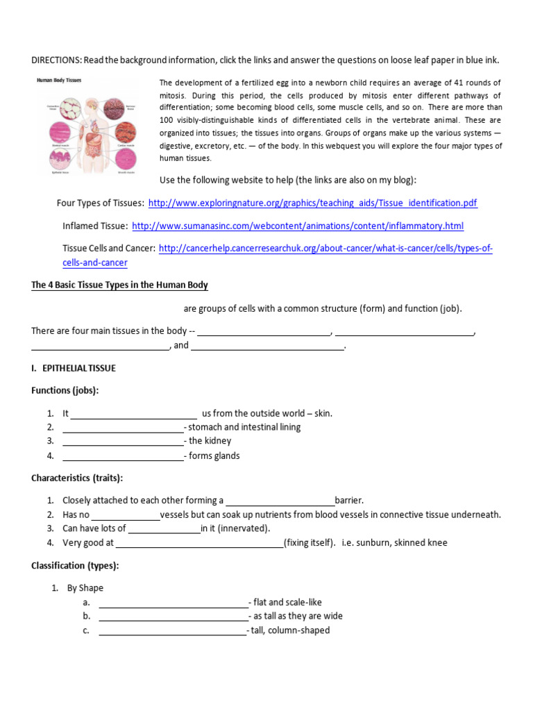 Unit 2 Histology WebQuest Revised Version 2023 | PDF | Connective ...