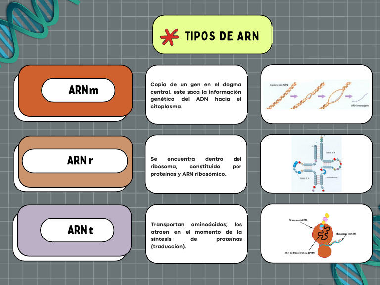 Tipos de ARN | PDF