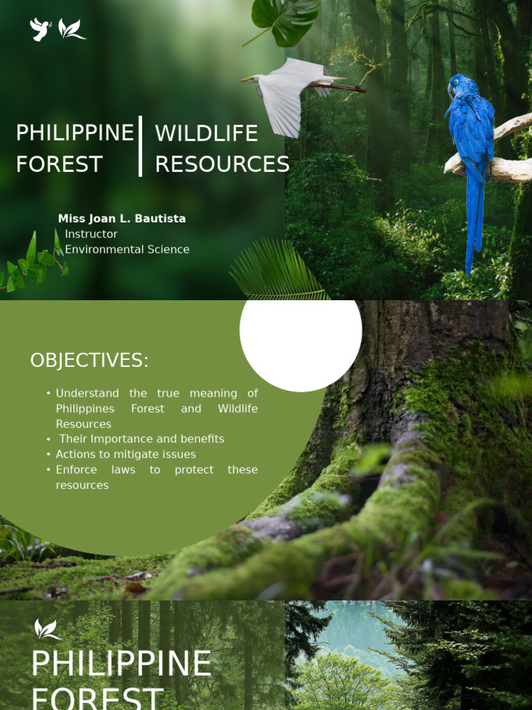 Philippine Forest and Wildlife Resources - EnVI SCIENCE | PDF | Forests ...