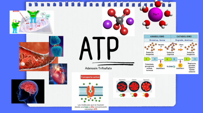 ATP | PDF