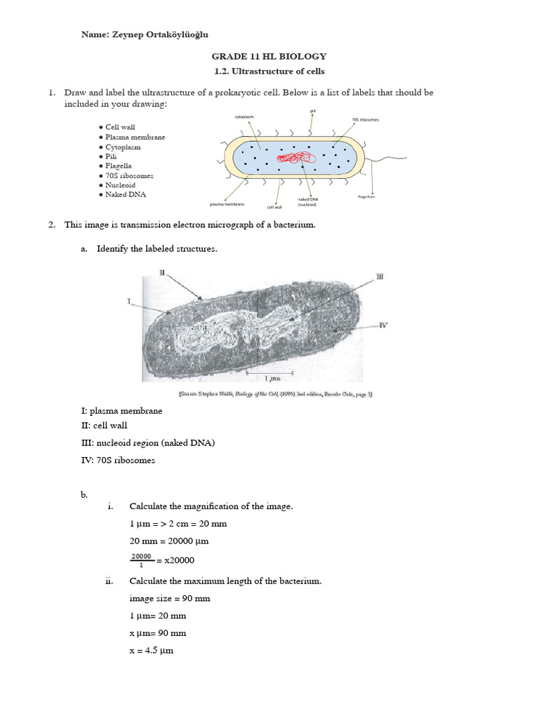 1.2 Ultrastructure of Cells - Worksheet | PDF | Cell (Biology ...
