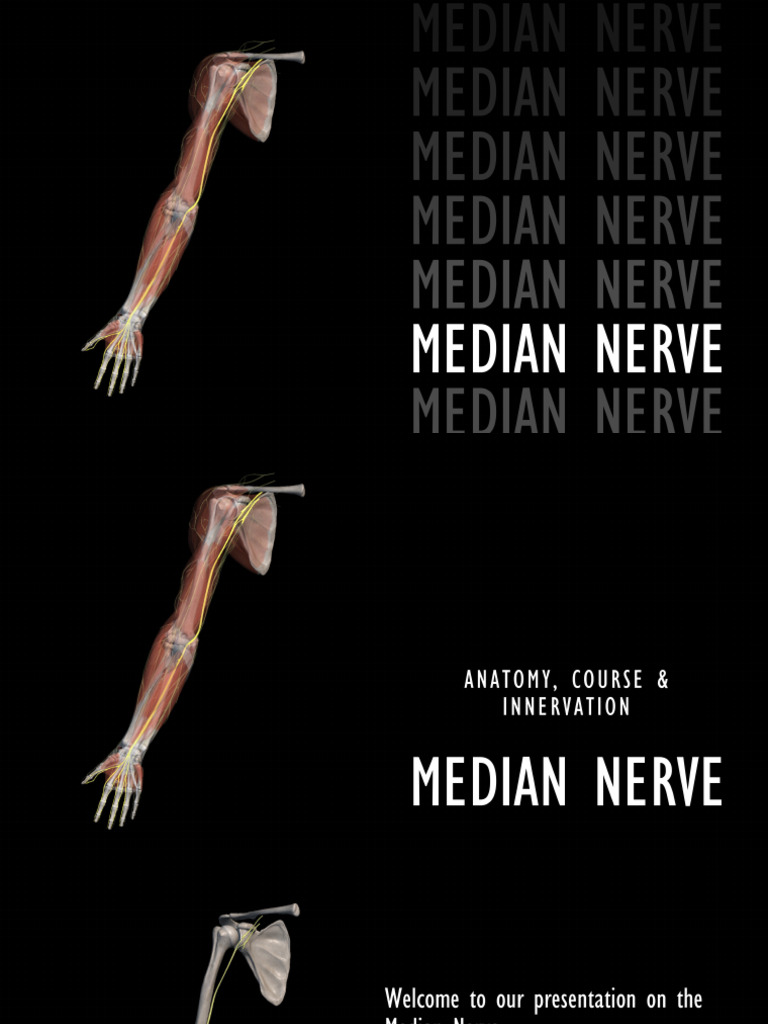 Median Nerve | PDF