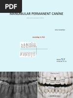 Canine Tooth Anatomy Overview | PDF | Dental Anatomy | Tooth