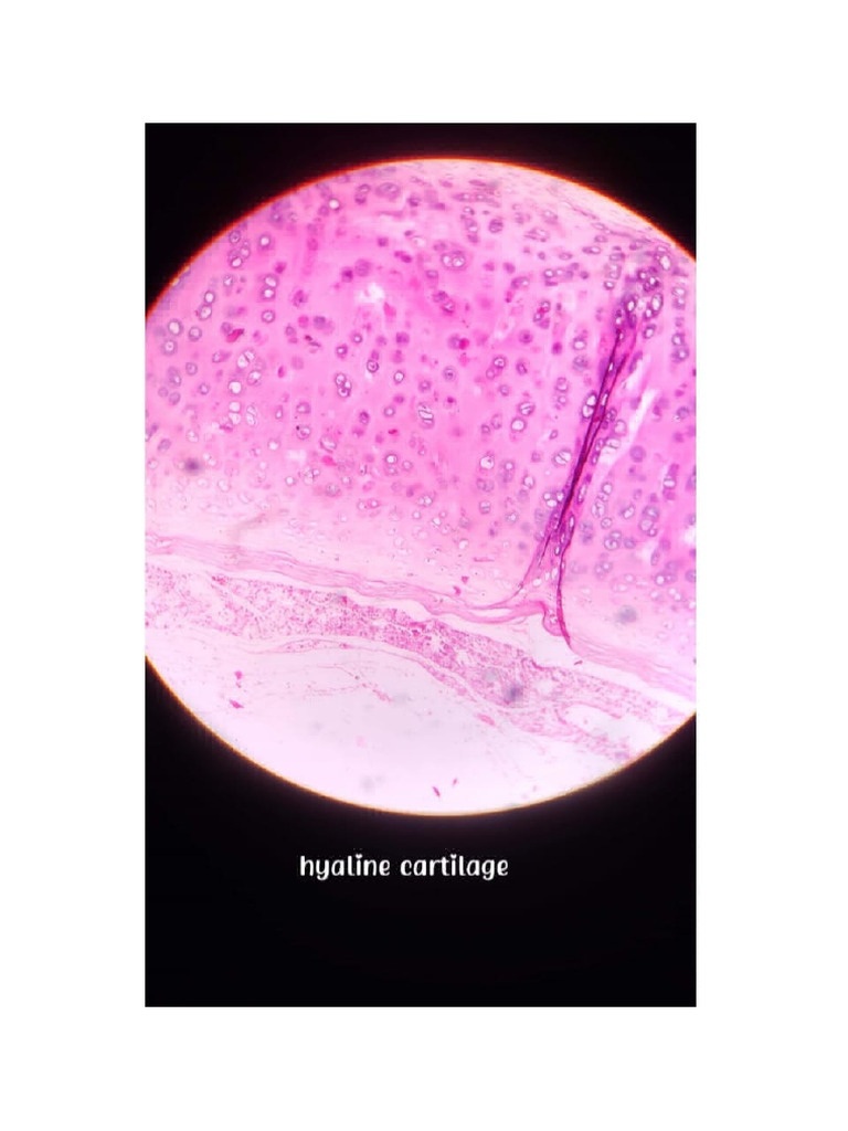 General Histology | PDF