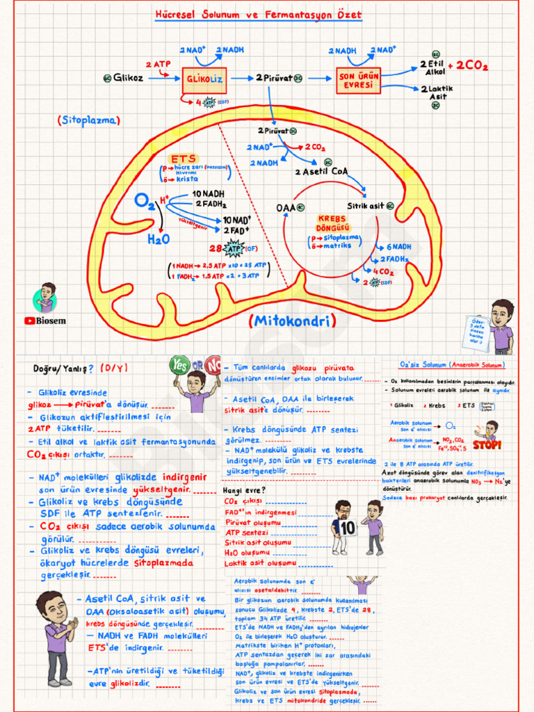 Biosem 2023 Ayt Full Tekrar | PDF