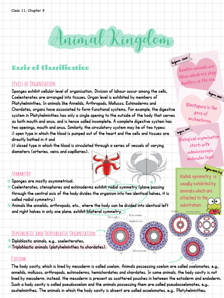 Animal Kingdom Zoology | PDF | Sponge