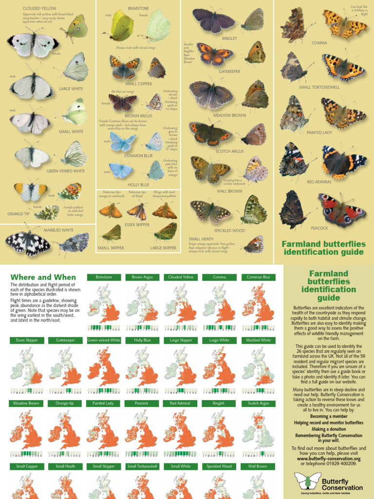 Farmland Butterflies Identification Guide | PDF