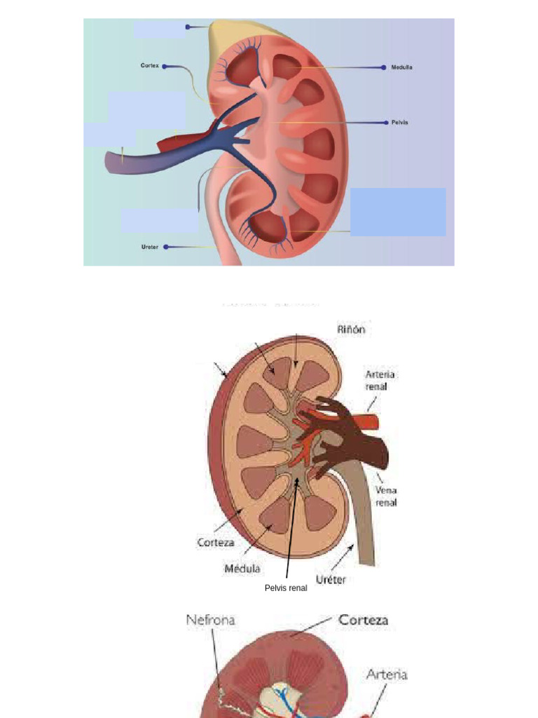 Aparato Excretor | PDF