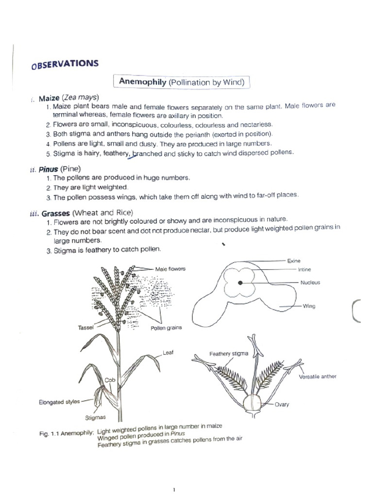 Anemophily, Entomophily and Ornithophily | PDF