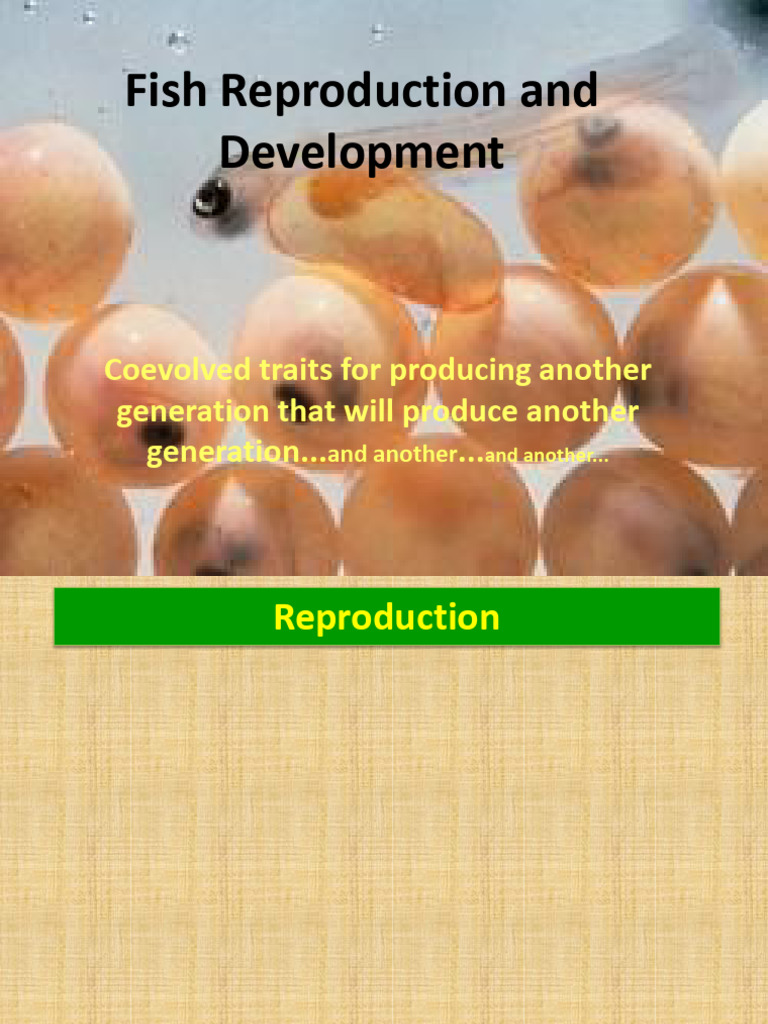 Reproduction in Fish | PDF | Testicle | Ovary