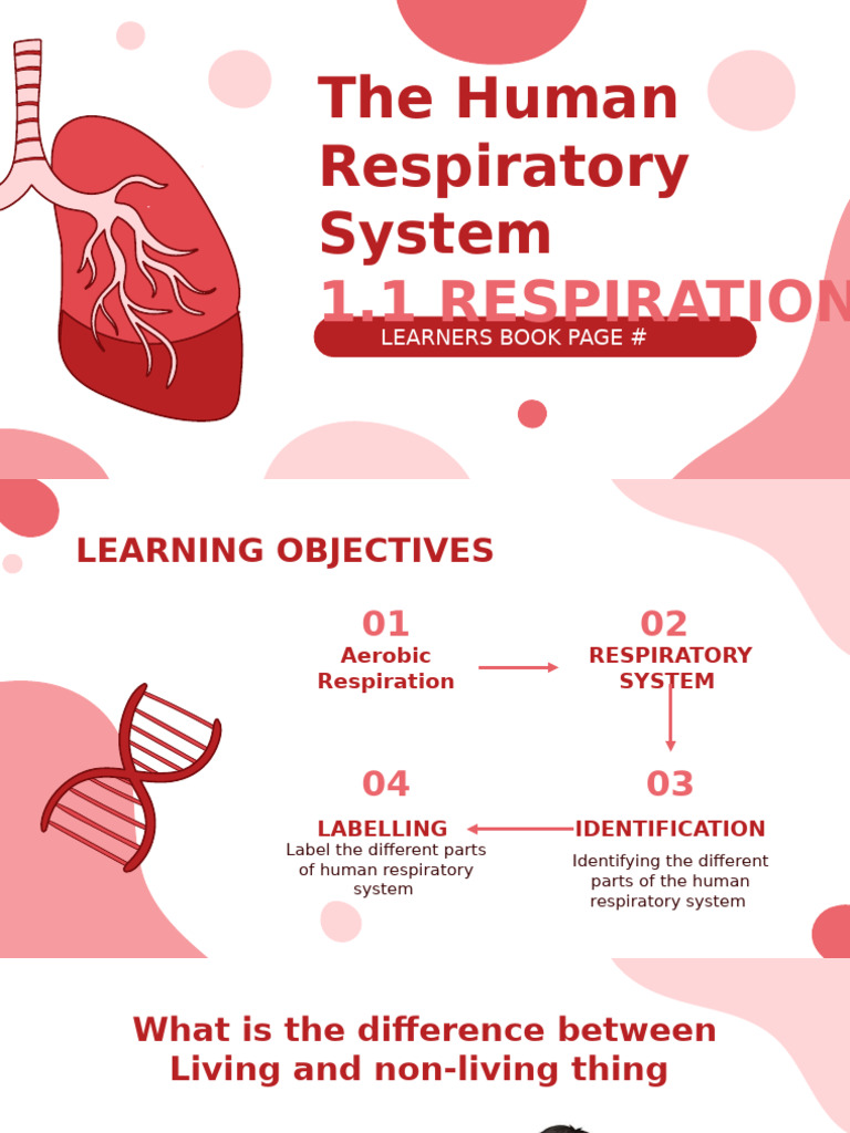 1.1 The Human Respiratory System | PDF | Cellular Respiration | Lung