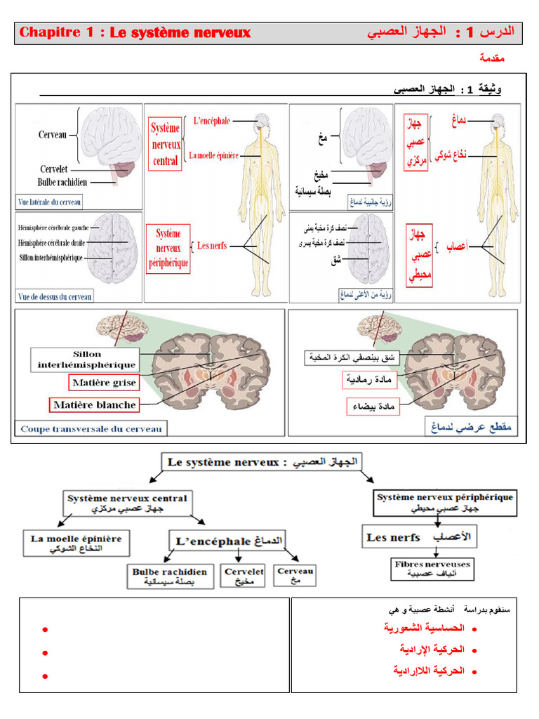 Résumé du Système Nerveux 3AC | PDF | Système nerveux | Sens (physiologie)