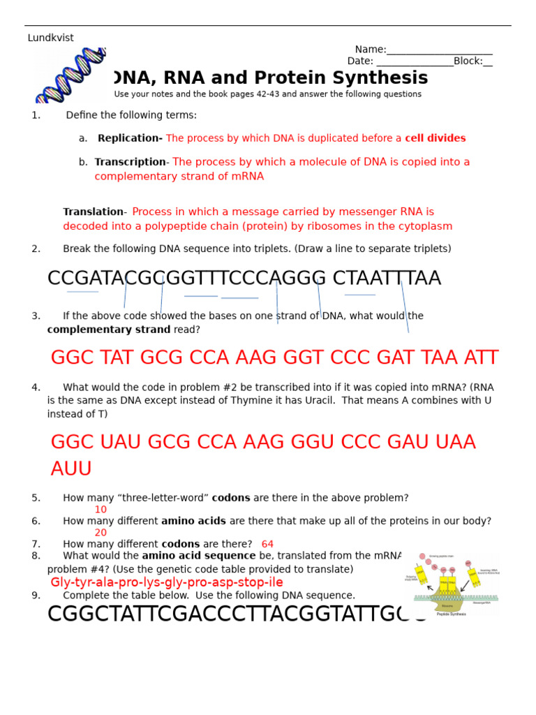 DNA, RNA protein synthesis | PDF | Genetic Code | Messenger Rna