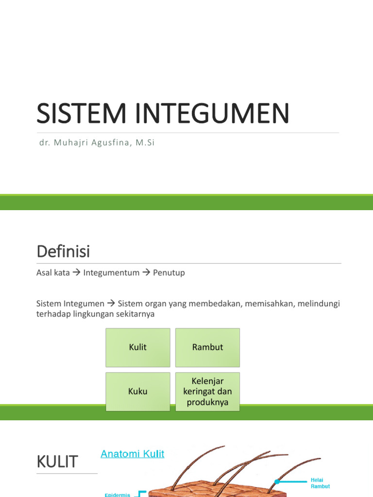 Sistem Integumen | PDF