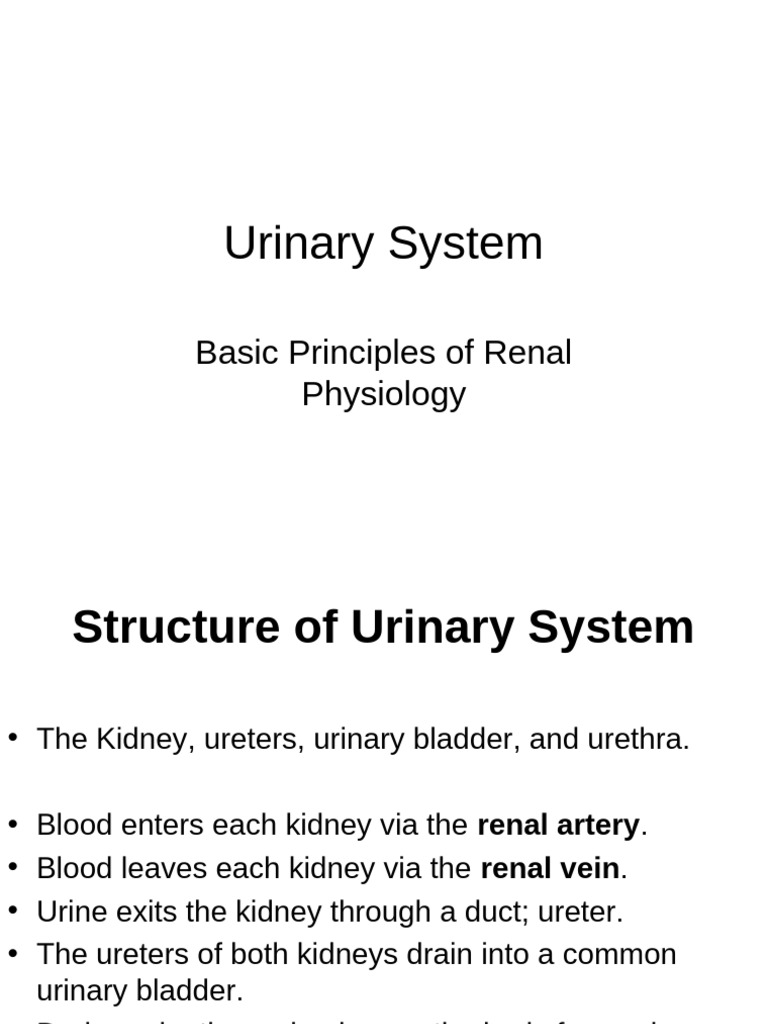 11.Urinary System | PDF | Kidney | Urinary System