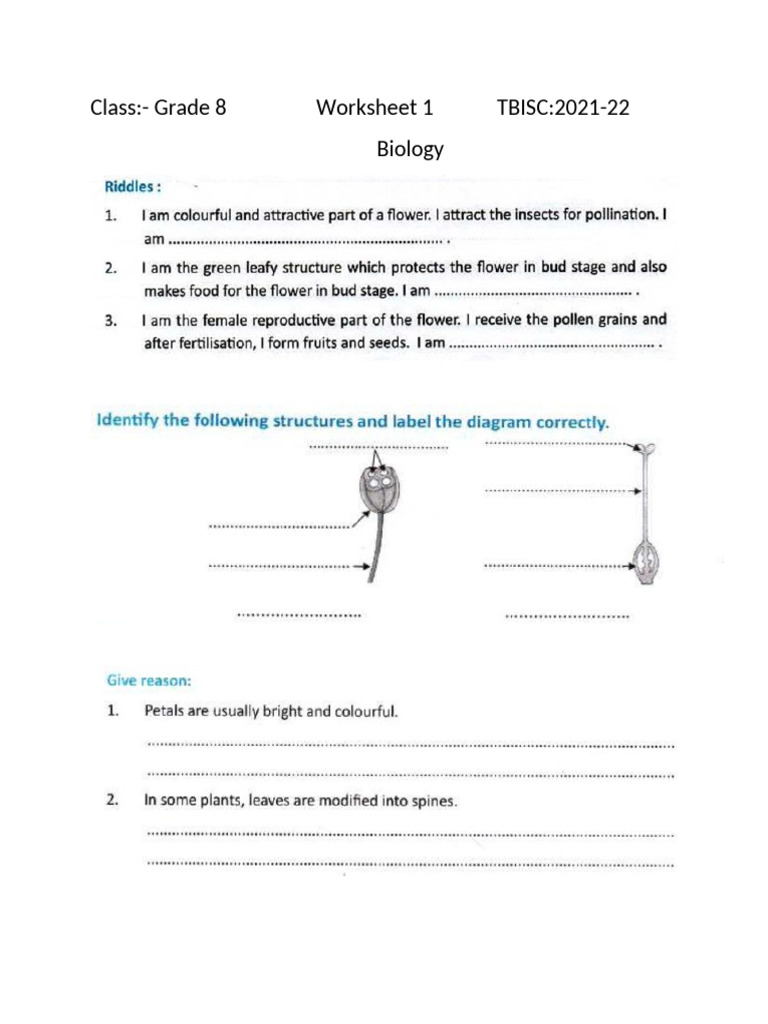 Worksheet - Reproductive System | PDF