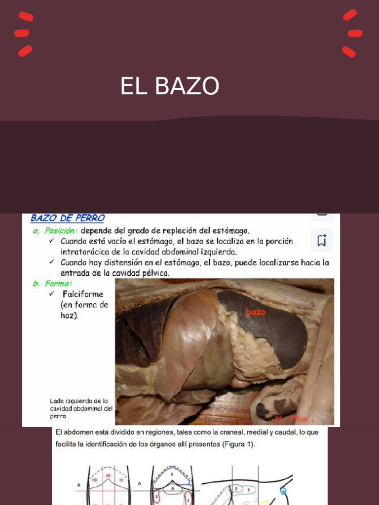 El Bazo | PDF | Bazo | Anatomía