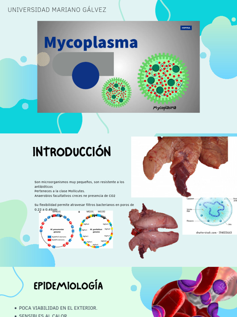 Mycoplasma | PDF