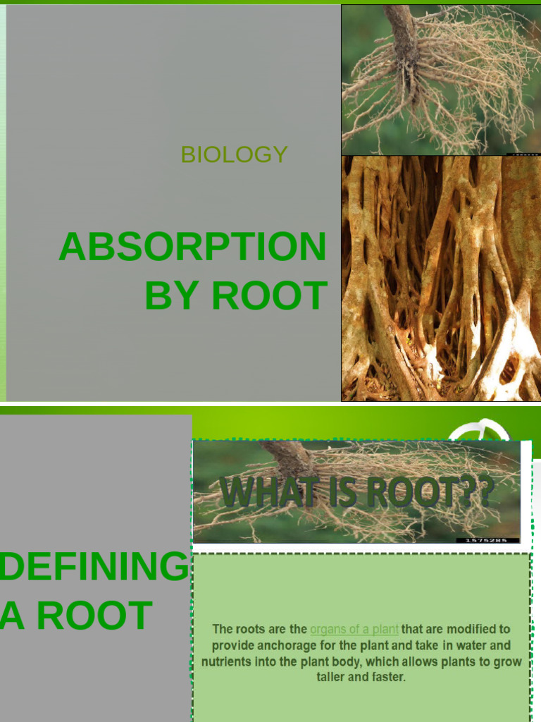 Absorption of Roots | PDF | Osmosis | Cell Biology