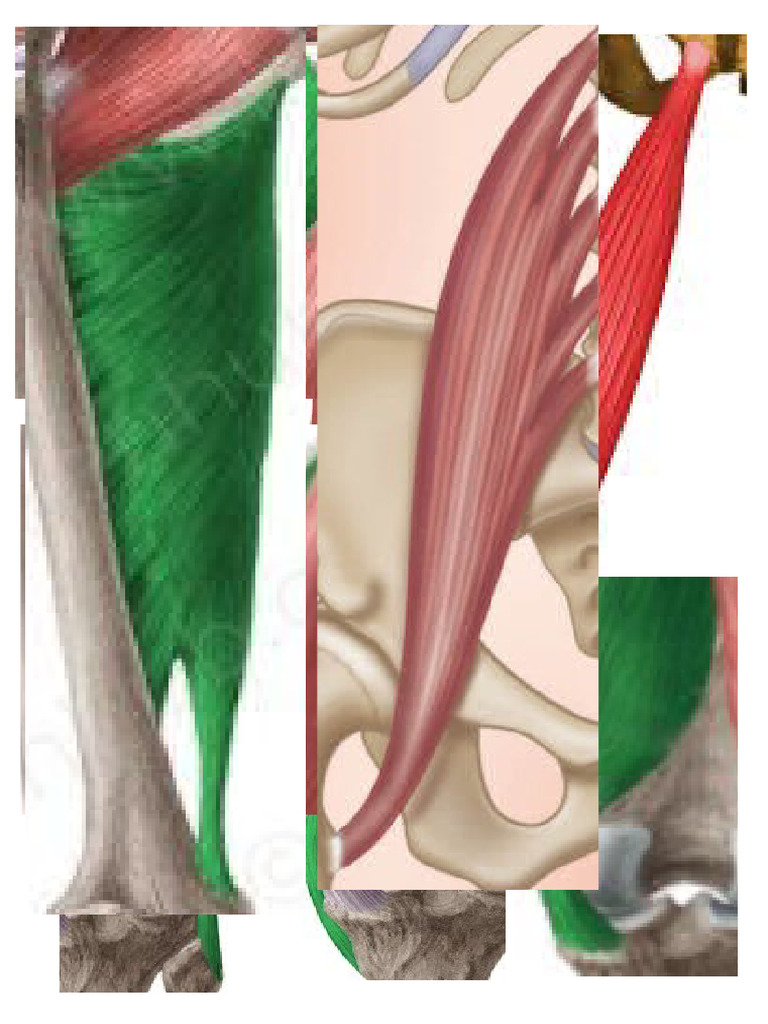 Musculos del muslo foto | PDF