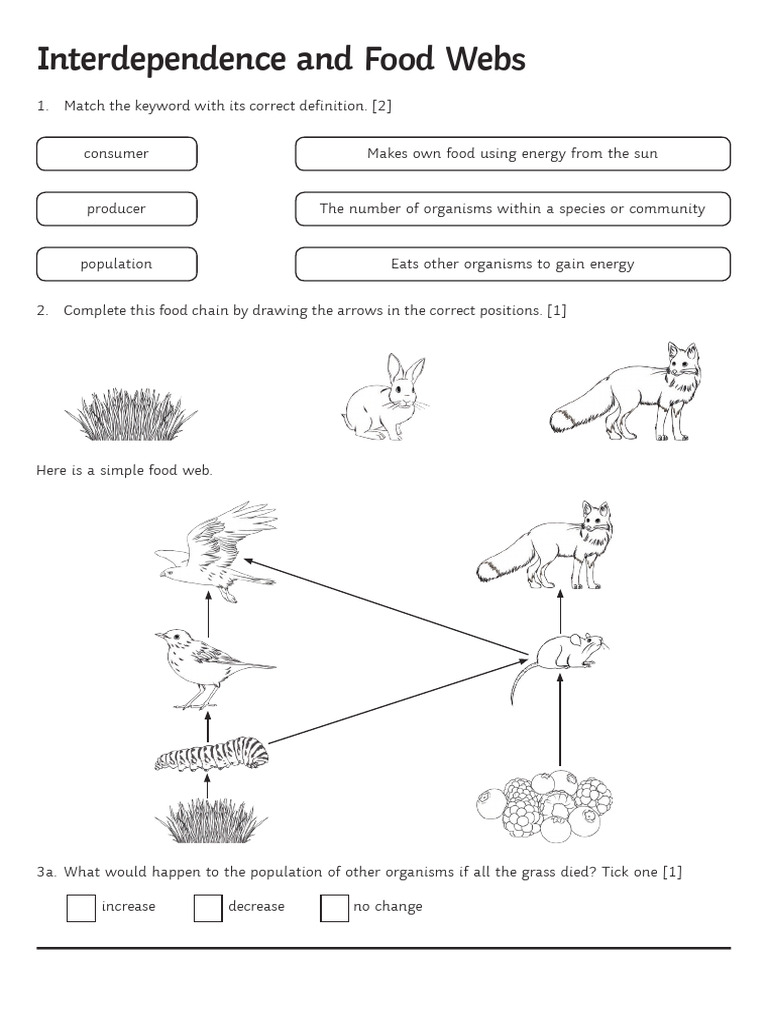 Interdependence and Food Webs Homework Activity Sheet | PDF | Foods ...