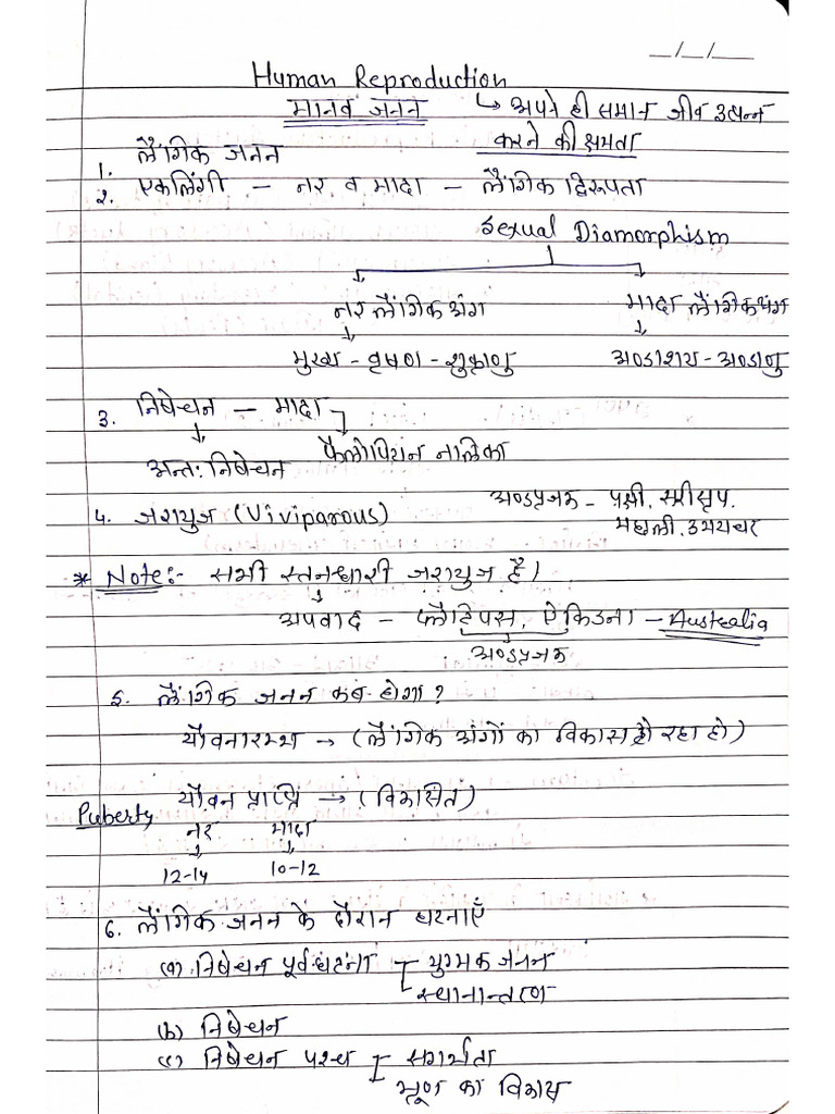 Male Reproductive System Pdf