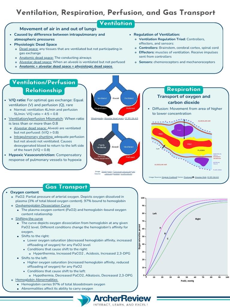 Ventilation, Respiration, Perfusion, and Gas Transport | PDF ...