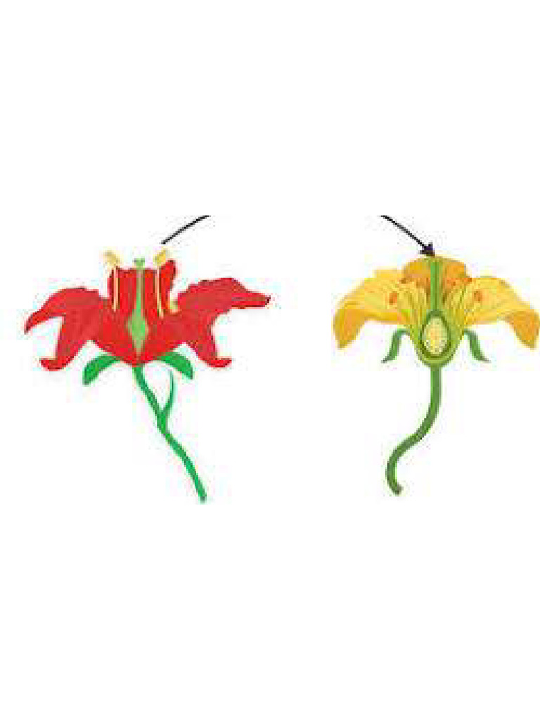 Gambar Penyerbukan Pada Bunga | PDF