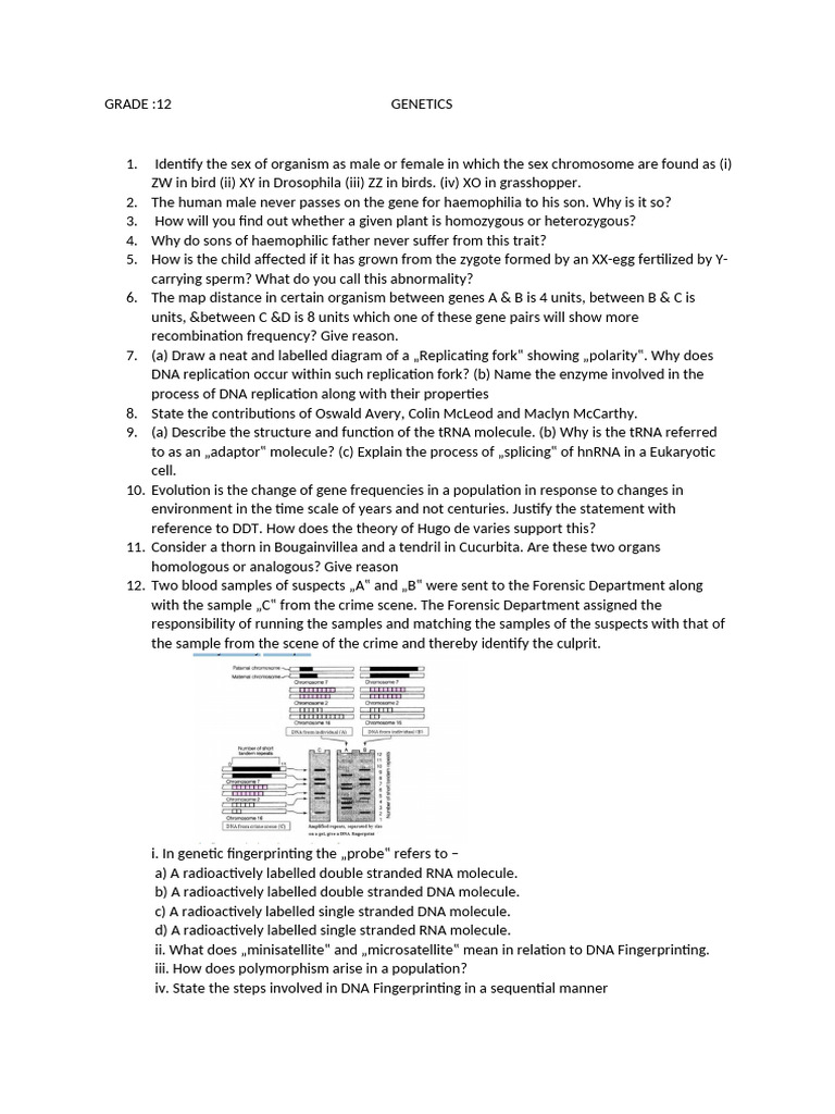 Biology Revision Worksheet | PDF | Gene | Sex